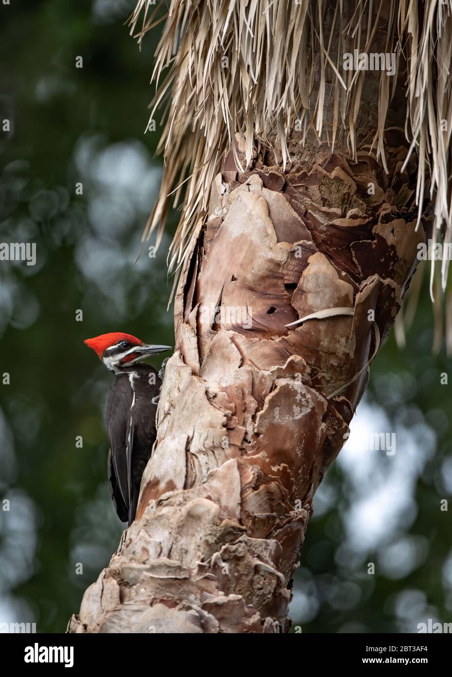 Pileated woodpecker flying hi-res stock photography and images - Alamy