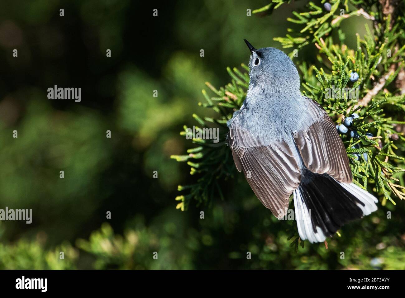 Blue-gray gnatcatcher during spring songbird migration Stock Photo - Alamy