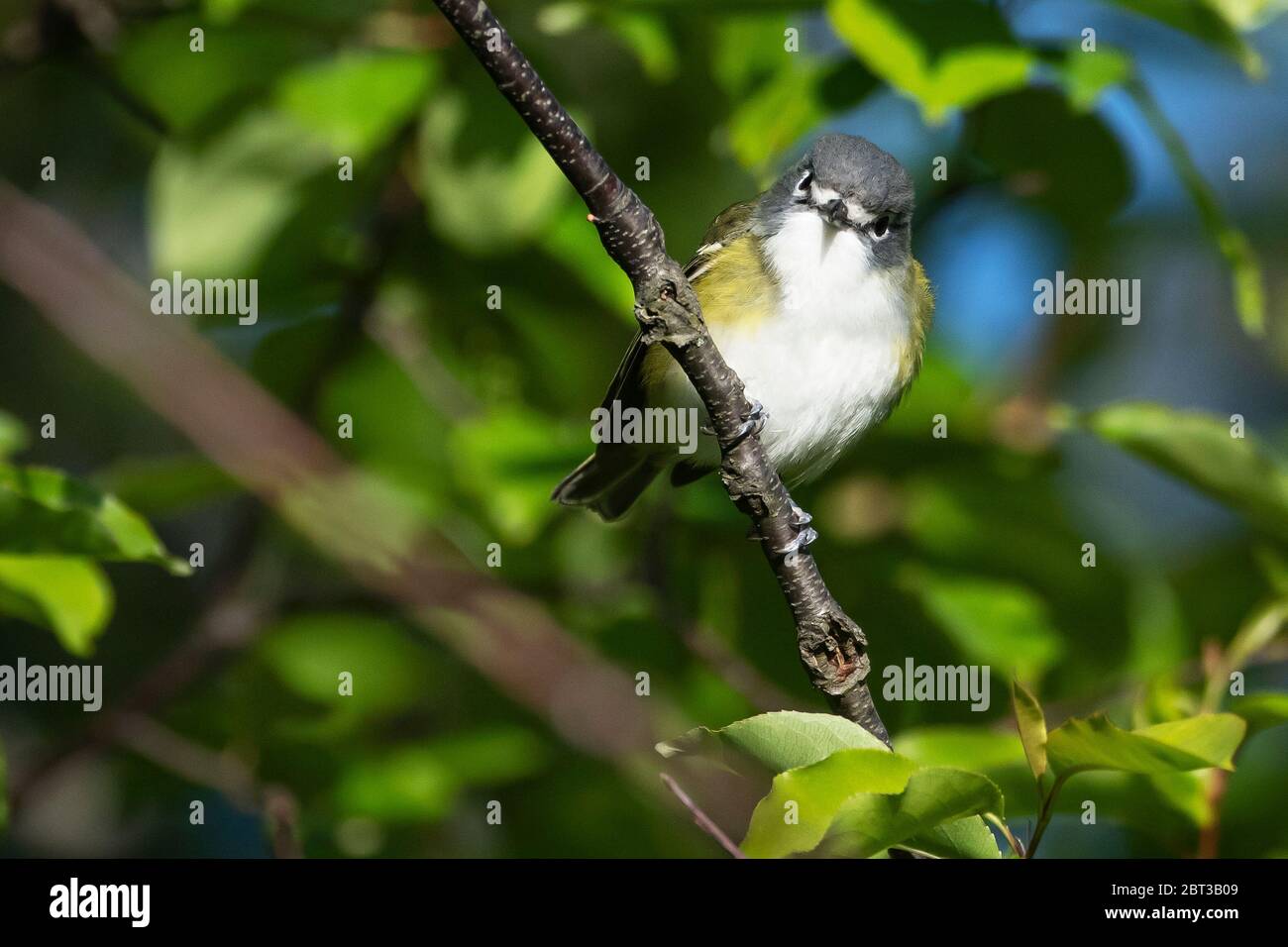 Blue-headed vireo during spring songbird migration Stock Photo - Alamy