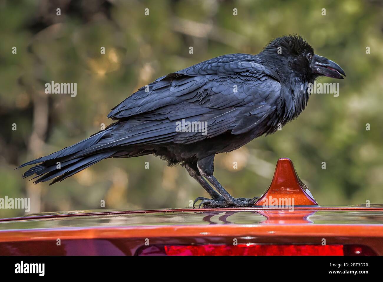 Raven in a parking lot hi-res stock photography and images - Alamy