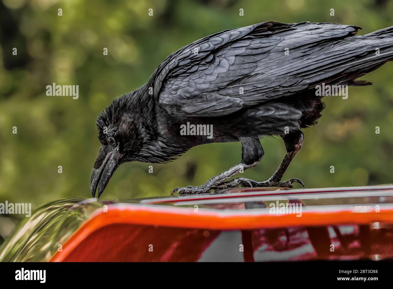 Raven in a parking lot hi-res stock photography and images - Alamy