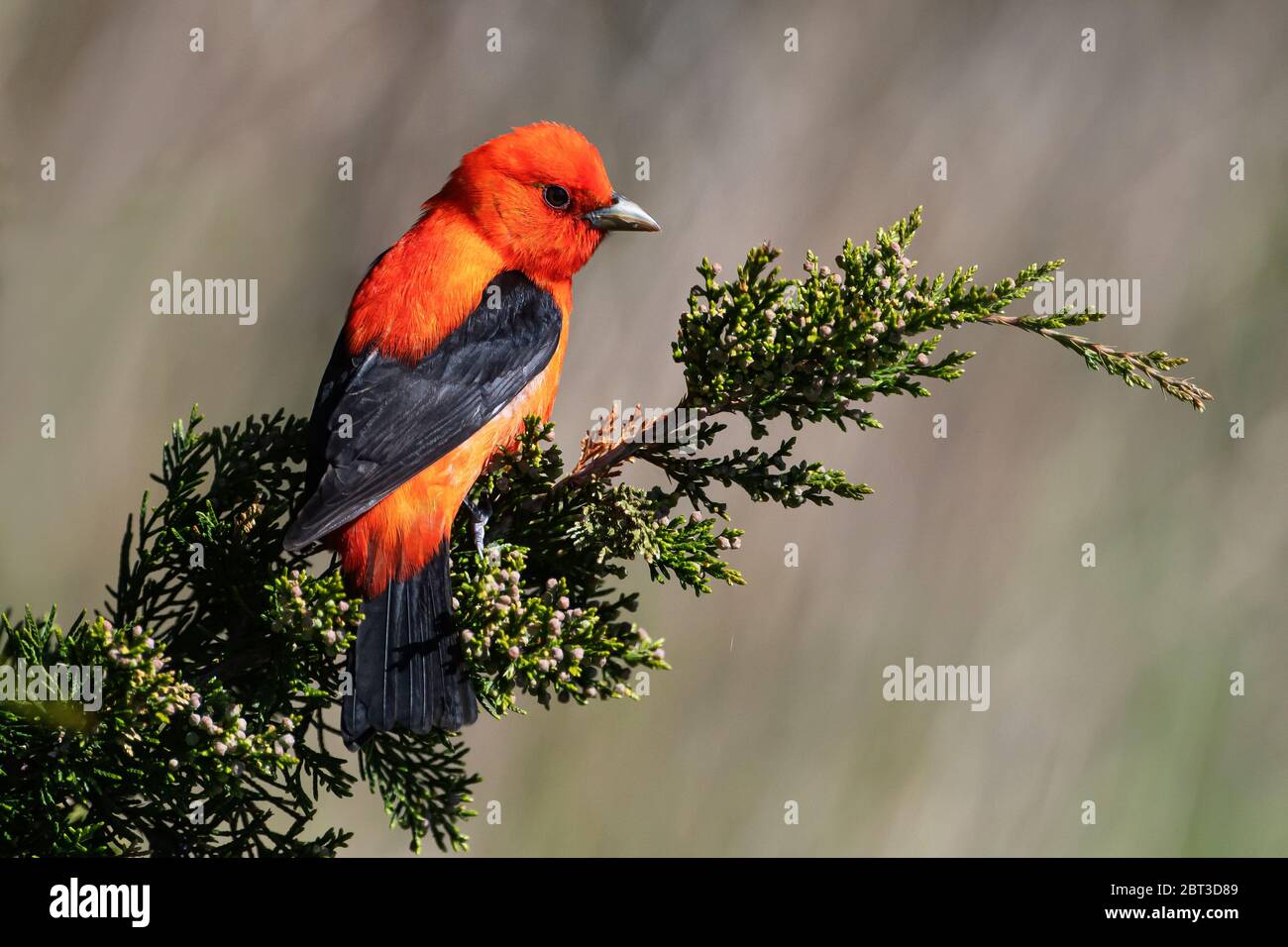 Male scarlet tanager during spring songbird migration Stock Photo - Alamy