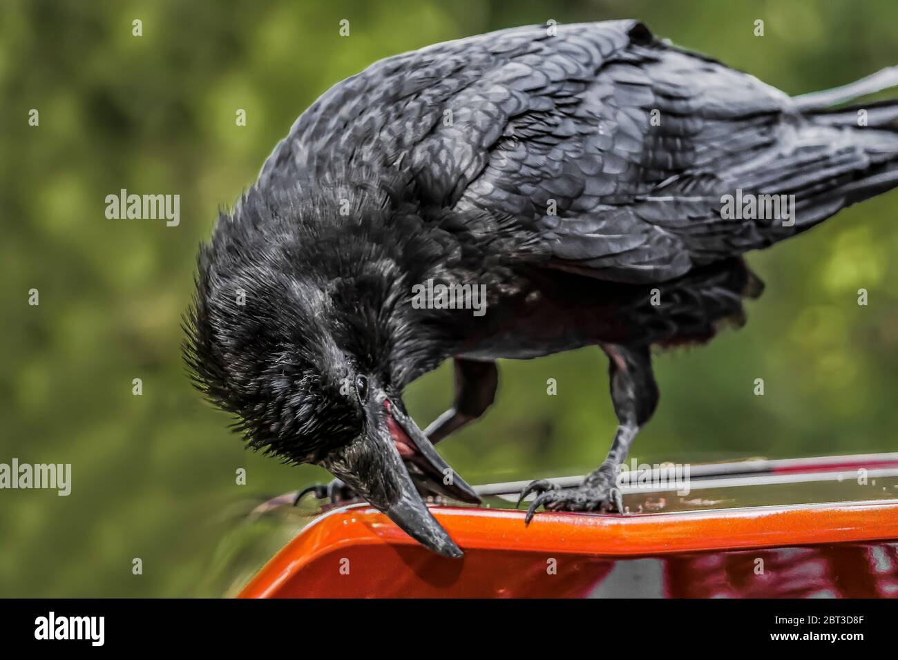 Raven in a parking lot hi-res stock photography and images - Alamy