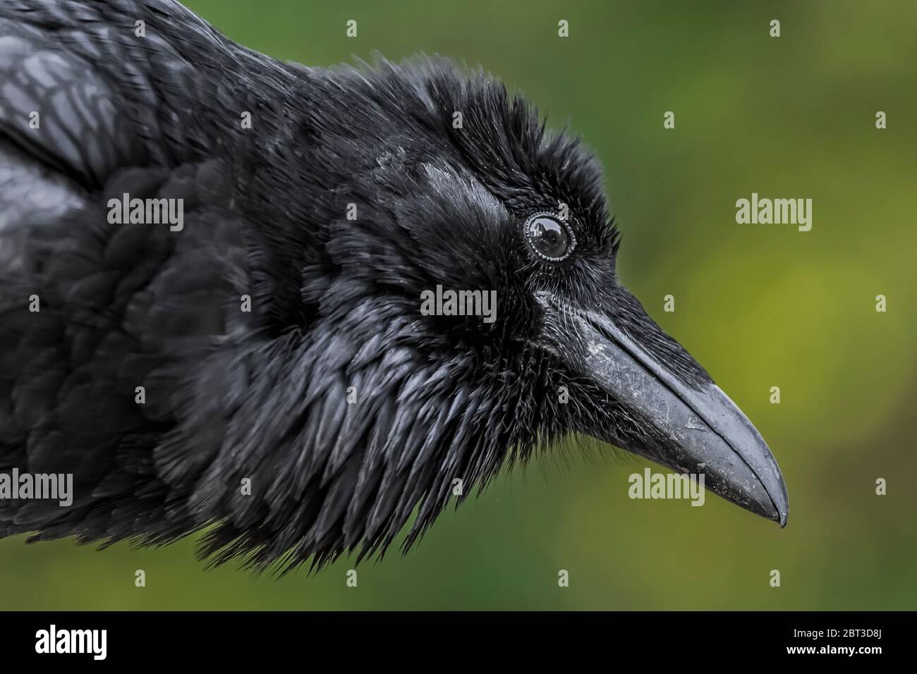 Raven in a parking lot hi-res stock photography and images - Alamy