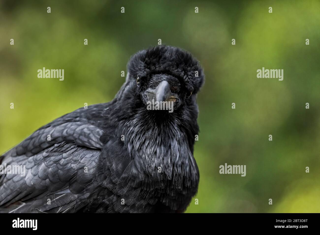 Raven in a parking lot hi-res stock photography and images - Alamy