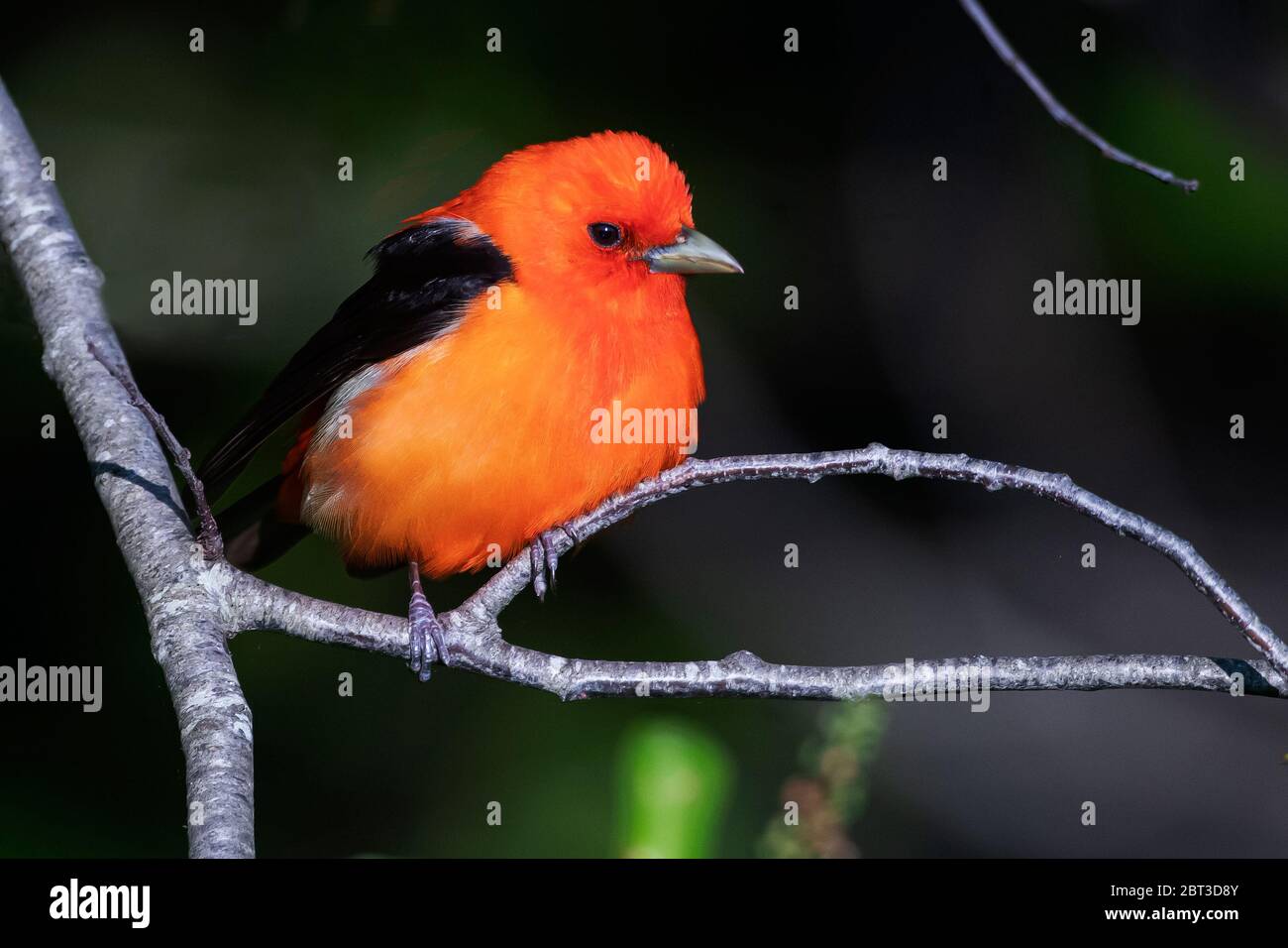 Male scarlet tanager during spring songbird migration Stock Photo - Alamy