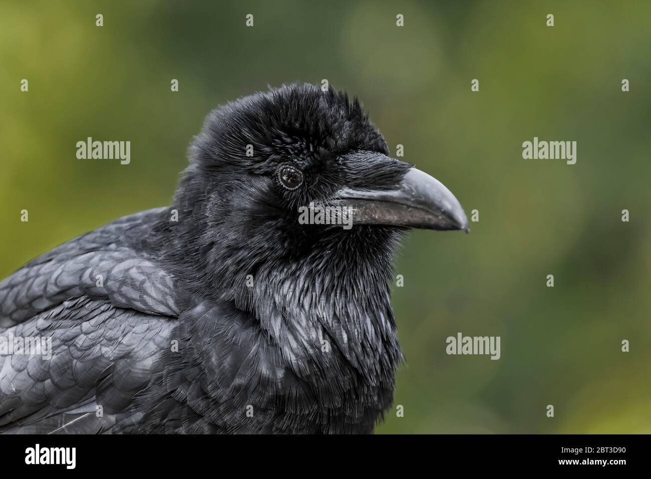 Raven in a parking lot hi-res stock photography and images - Alamy
