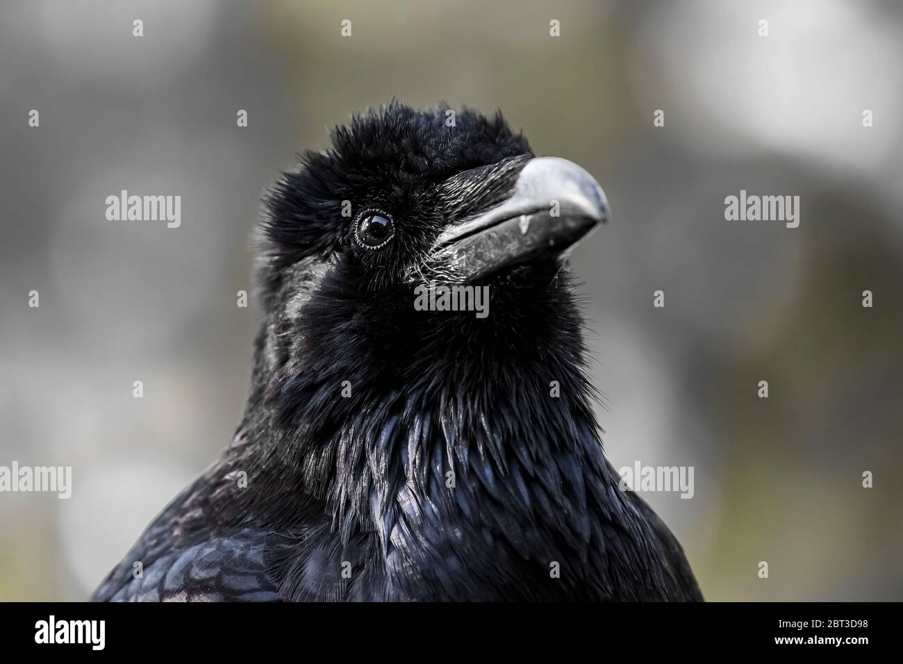 Common Raven, Corvus corax, foraging on and among the cars in a parking ...