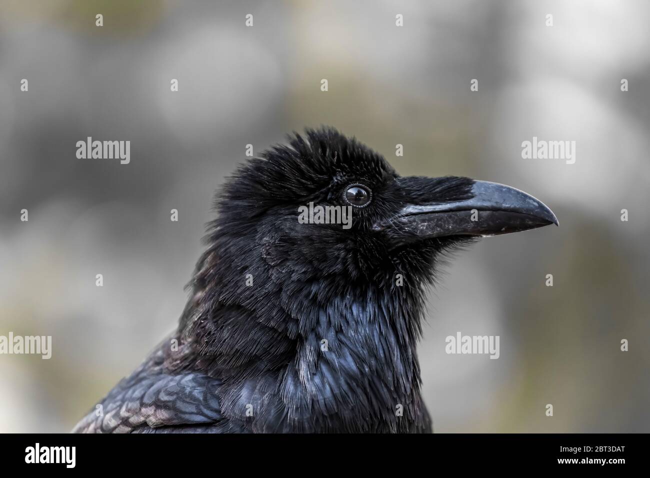 Raven in a parking lot hi-res stock photography and images - Alamy