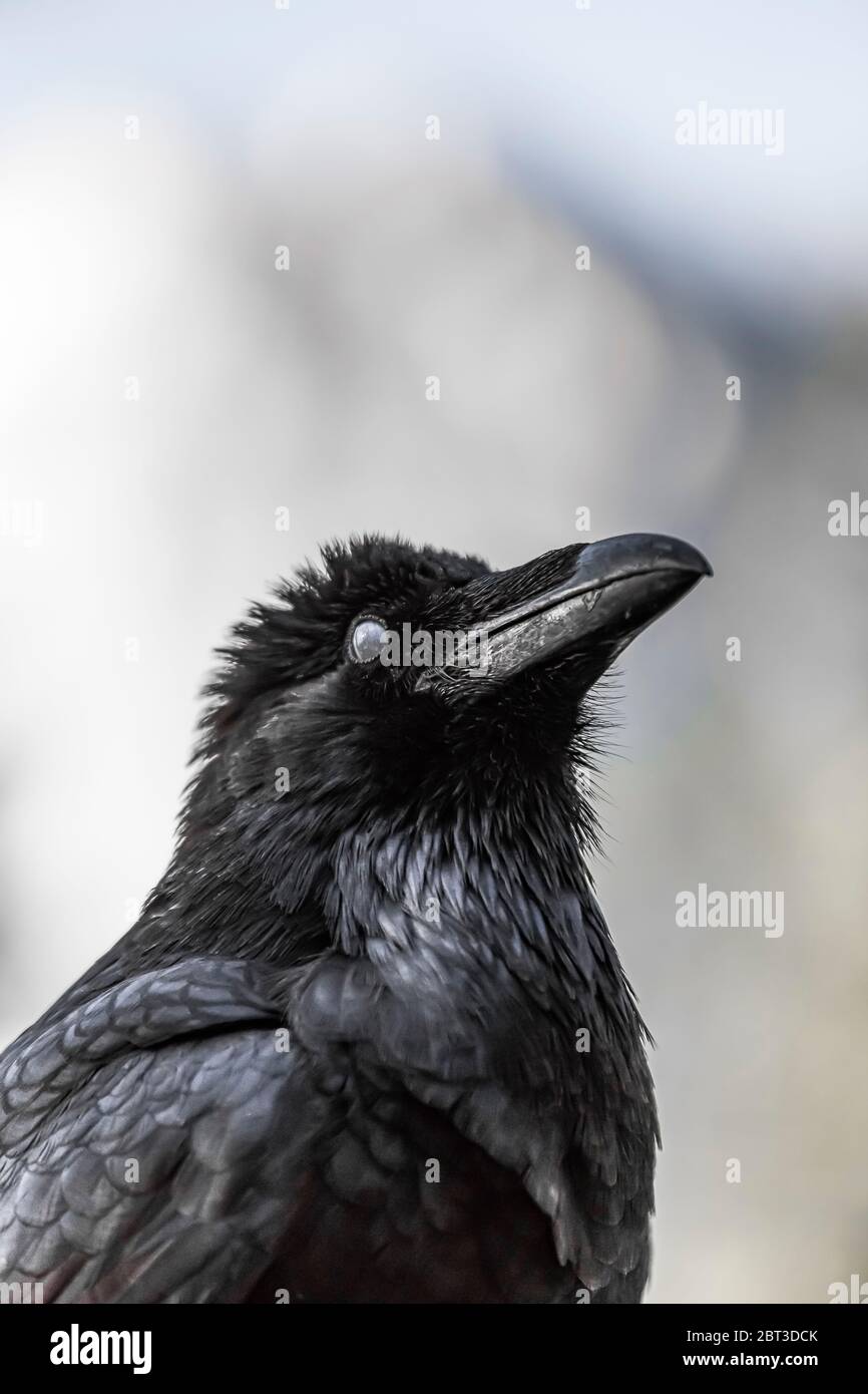 Common Raven, Corvus corax, blinking and showing the nictating membrane ...