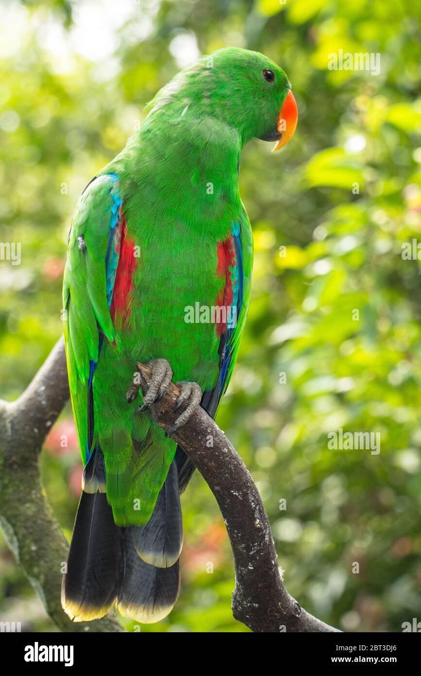 Portrait of a Bayan bird on a branch, Indonesia Stock Photo - Alamy