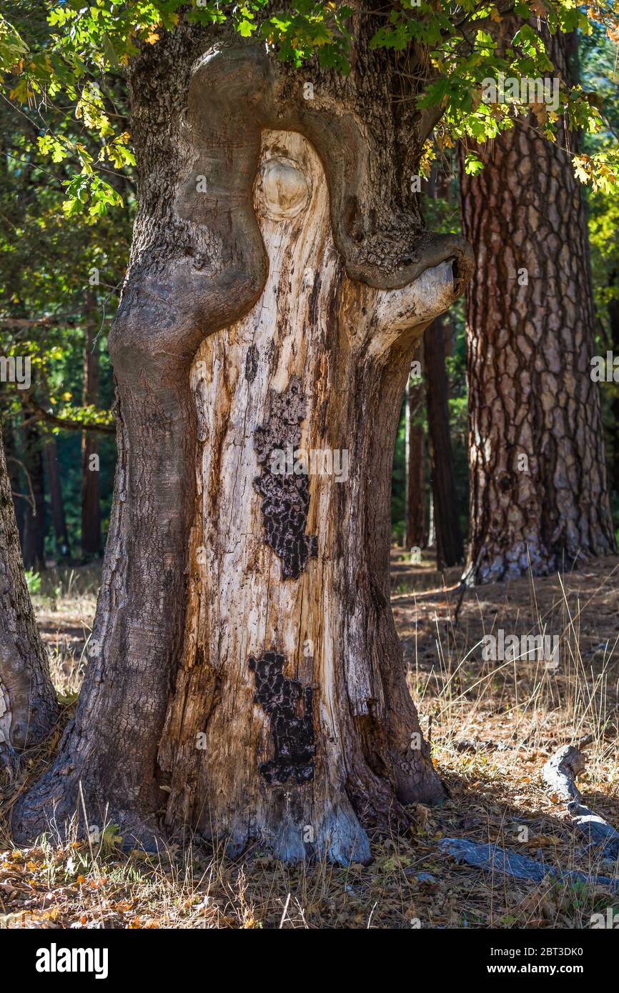 Tree spirit in an old California Black Oak, Quercus kelloggii, in ...