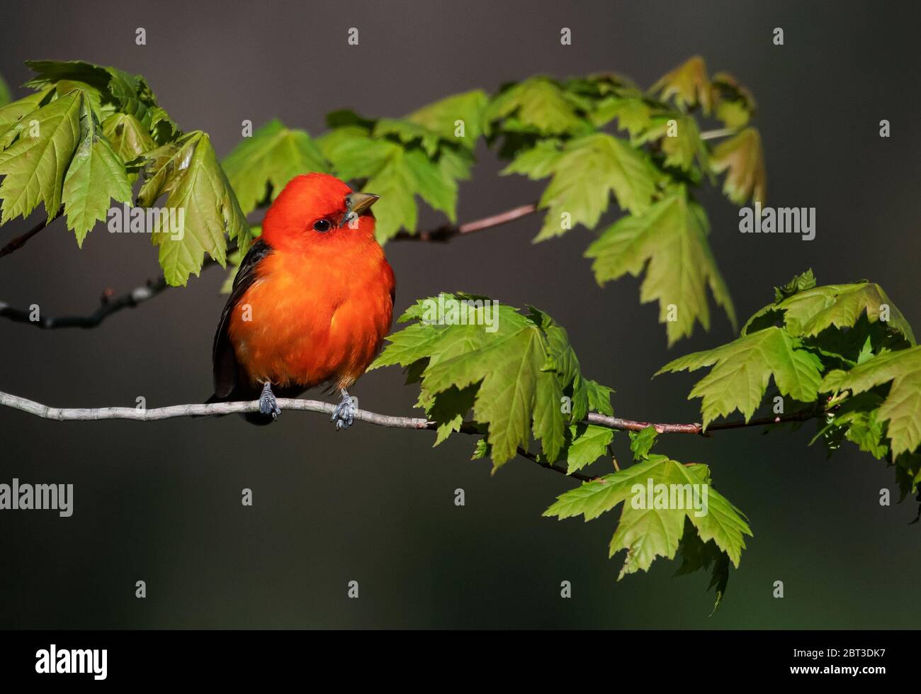 Male scarlet tanager during spring songbird migration Stock Photo - Alamy