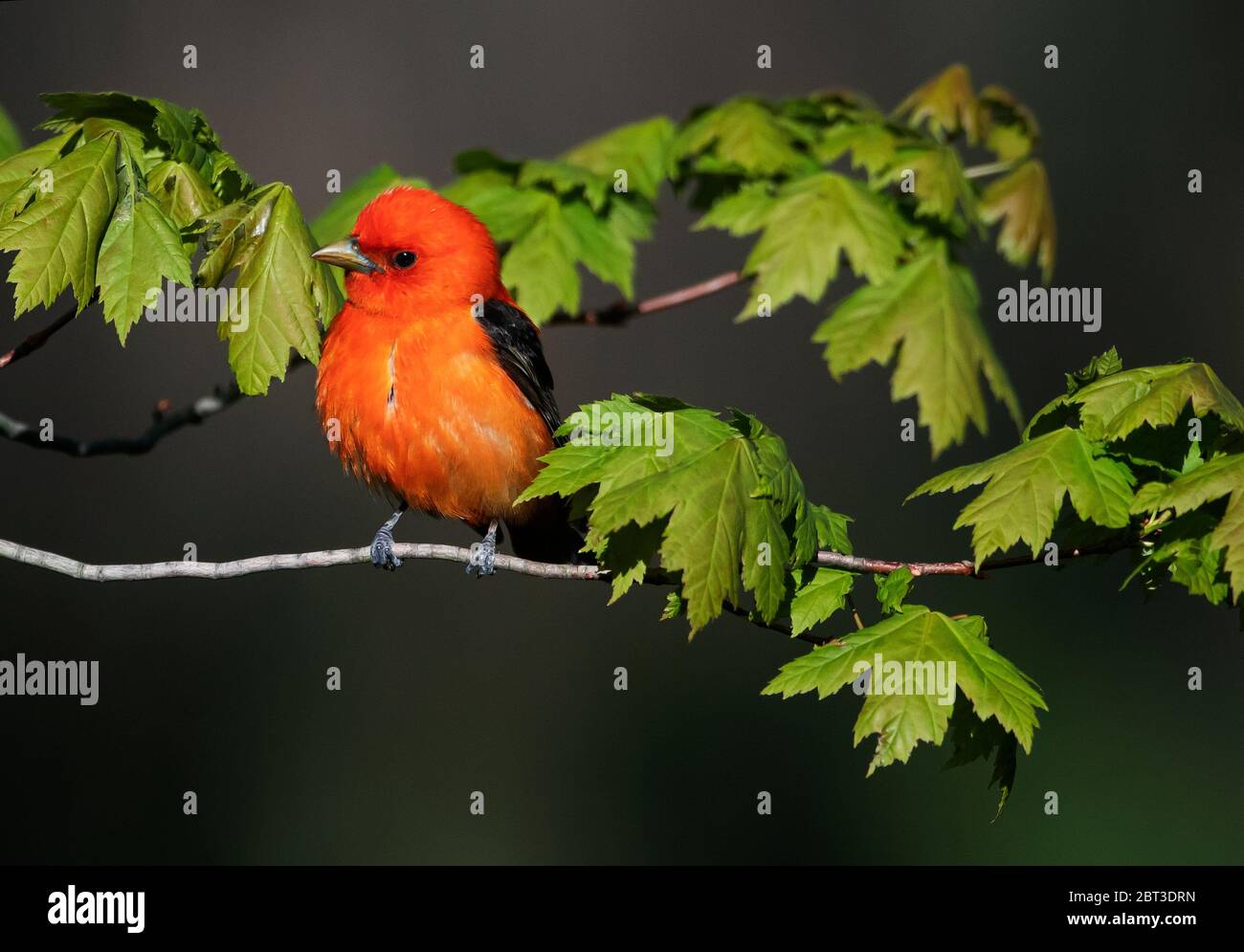 Male scarlet tanager during spring songbird migration Stock Photo - Alamy