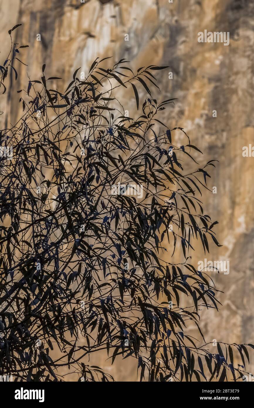 Japanese willow hi-res stock photography and images - Alamy