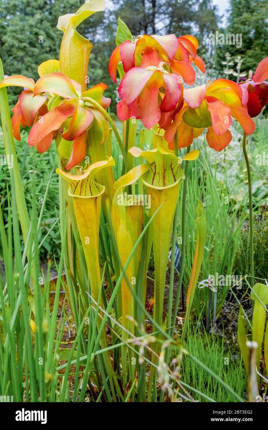 Botanical garden pitcher plant hi-res stock photography and images - Alamy