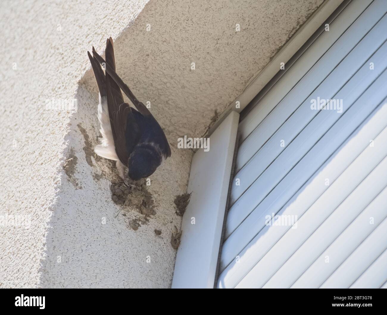 Barn Swallow Building Nest to the Corner of the Window Stock Photo - Alamy