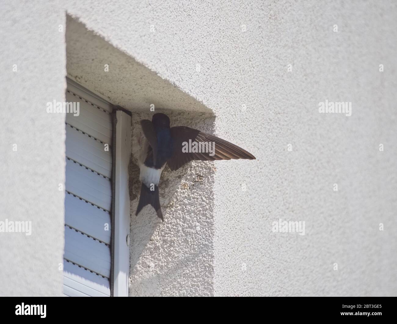 Barn Swallow Building Nest to the Corner of the Window Stock Photo - Alamy