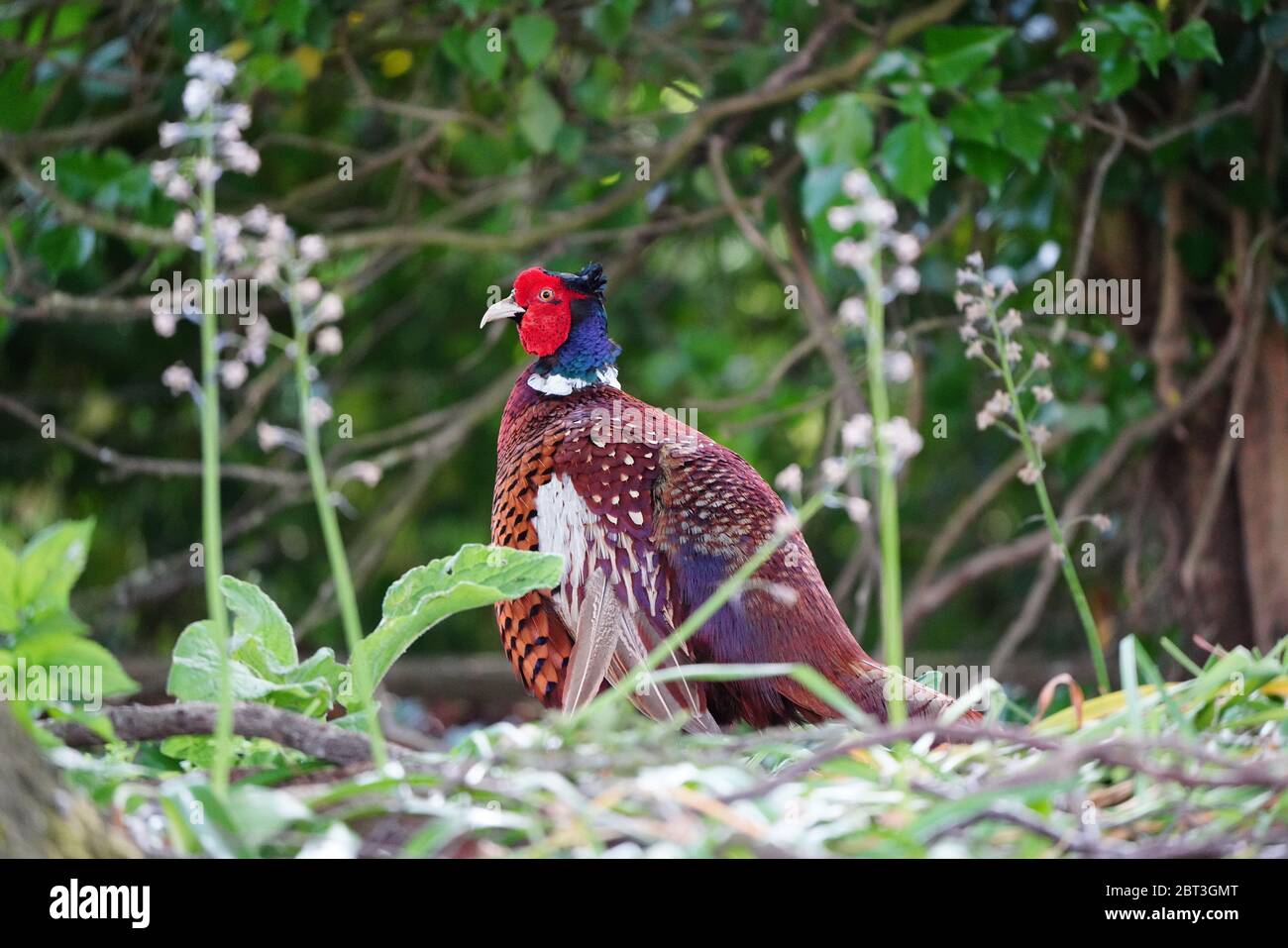 Beautiful Pheasant in woodland Stock Photo - Alamy