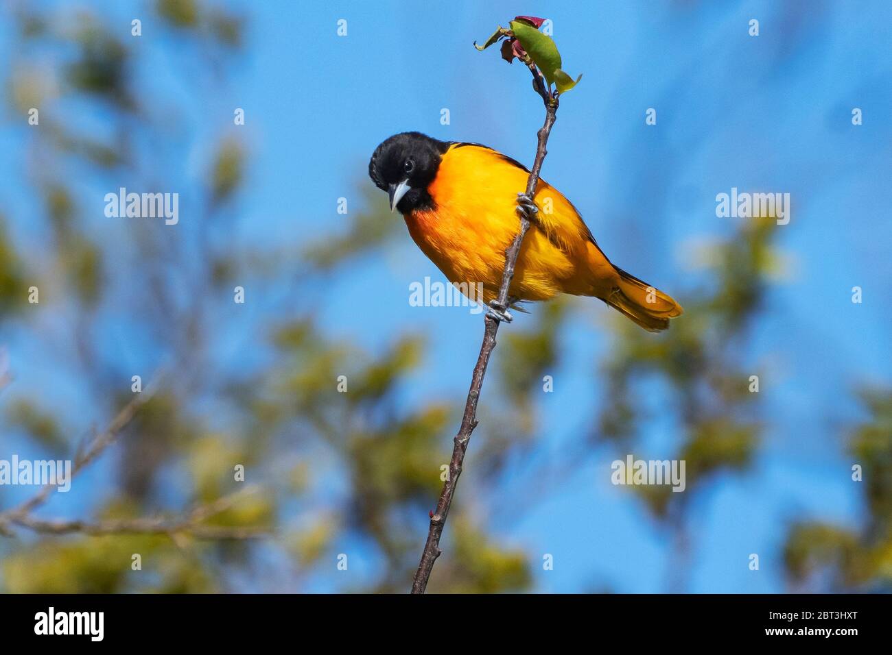 Northern baltimore oriole hi-res stock photography and images - Alamy