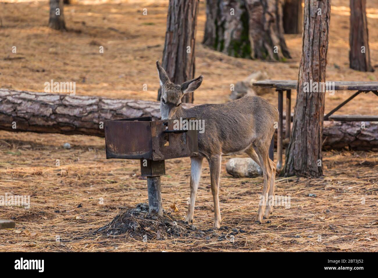 Mule Deer, Odocoileus hemionus, doe licking salt and fat from a ...