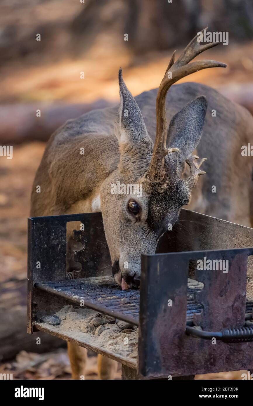 Mule Deer, Odocoileus hemionus, buck licking salt and fat from a ...