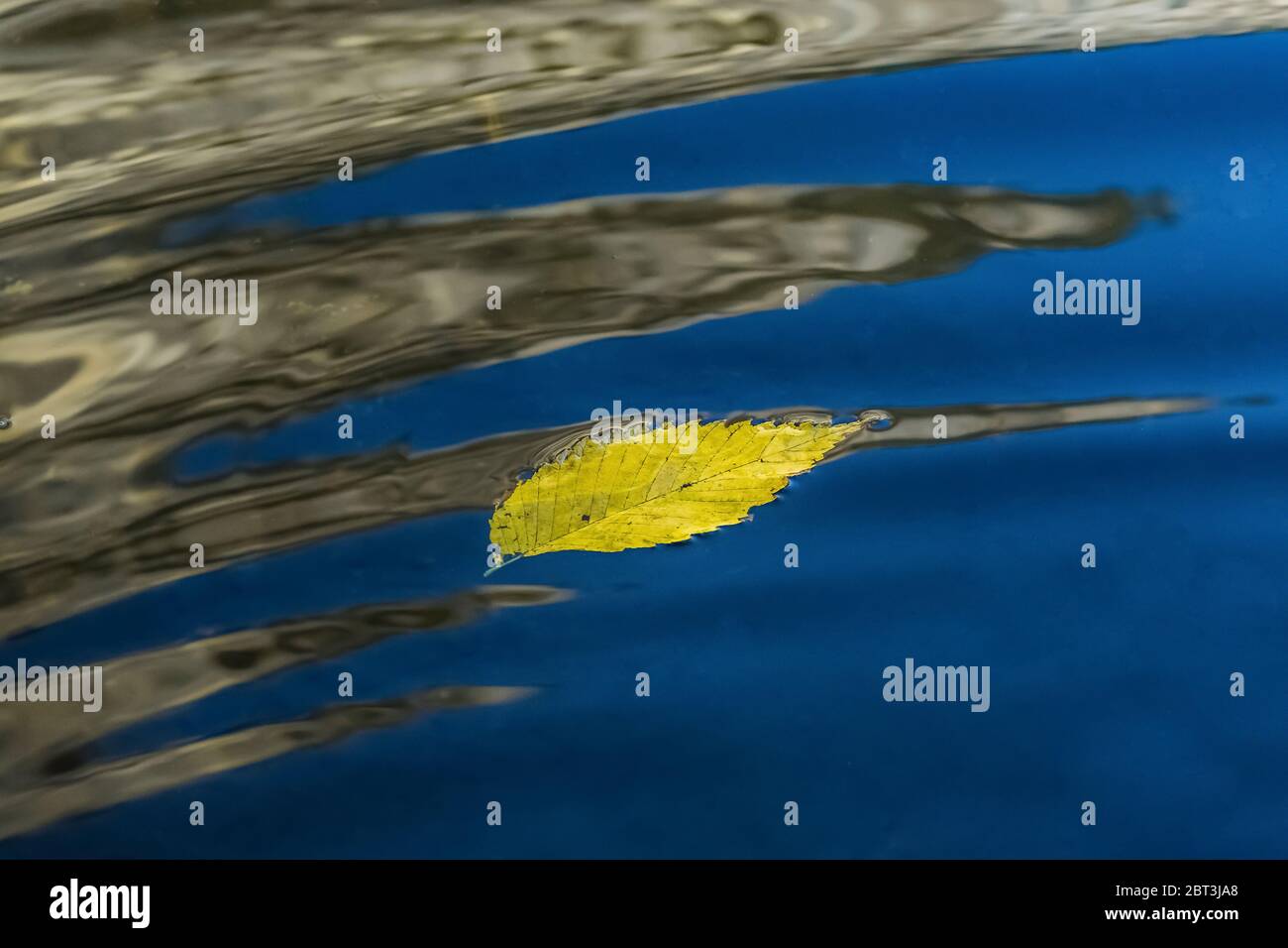 Floating American Elm, Ulmus americana, leaf with El Capitan ...