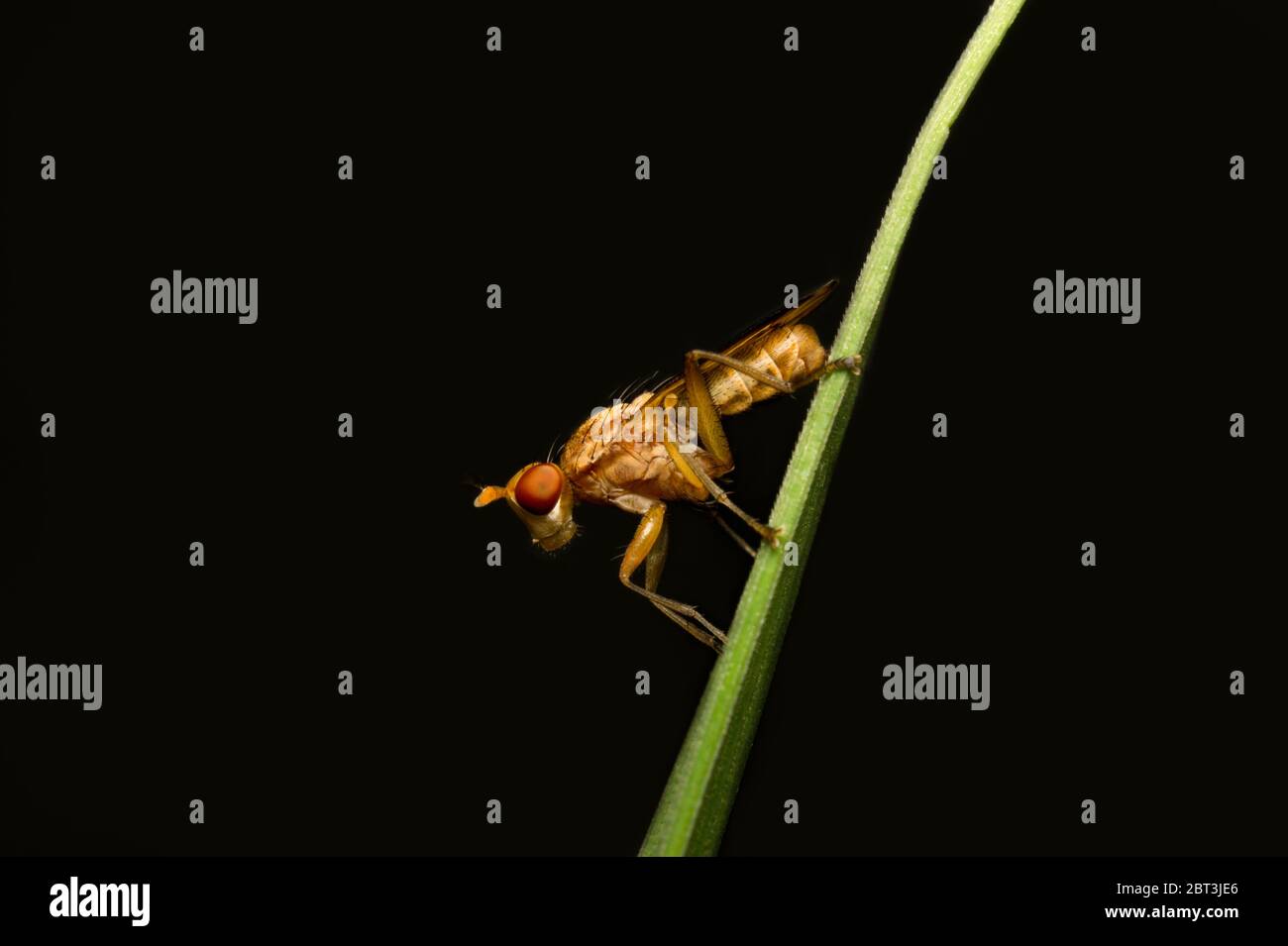 Marsh fly hi-res stock photography and images - Alamy