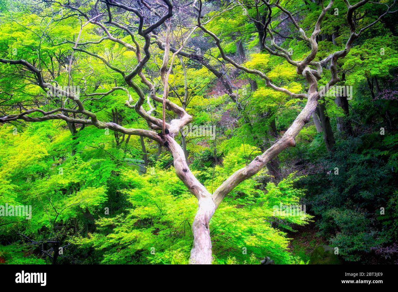 A grove of japanese maple trees within the Sankeien Garden in Yokohama ...
