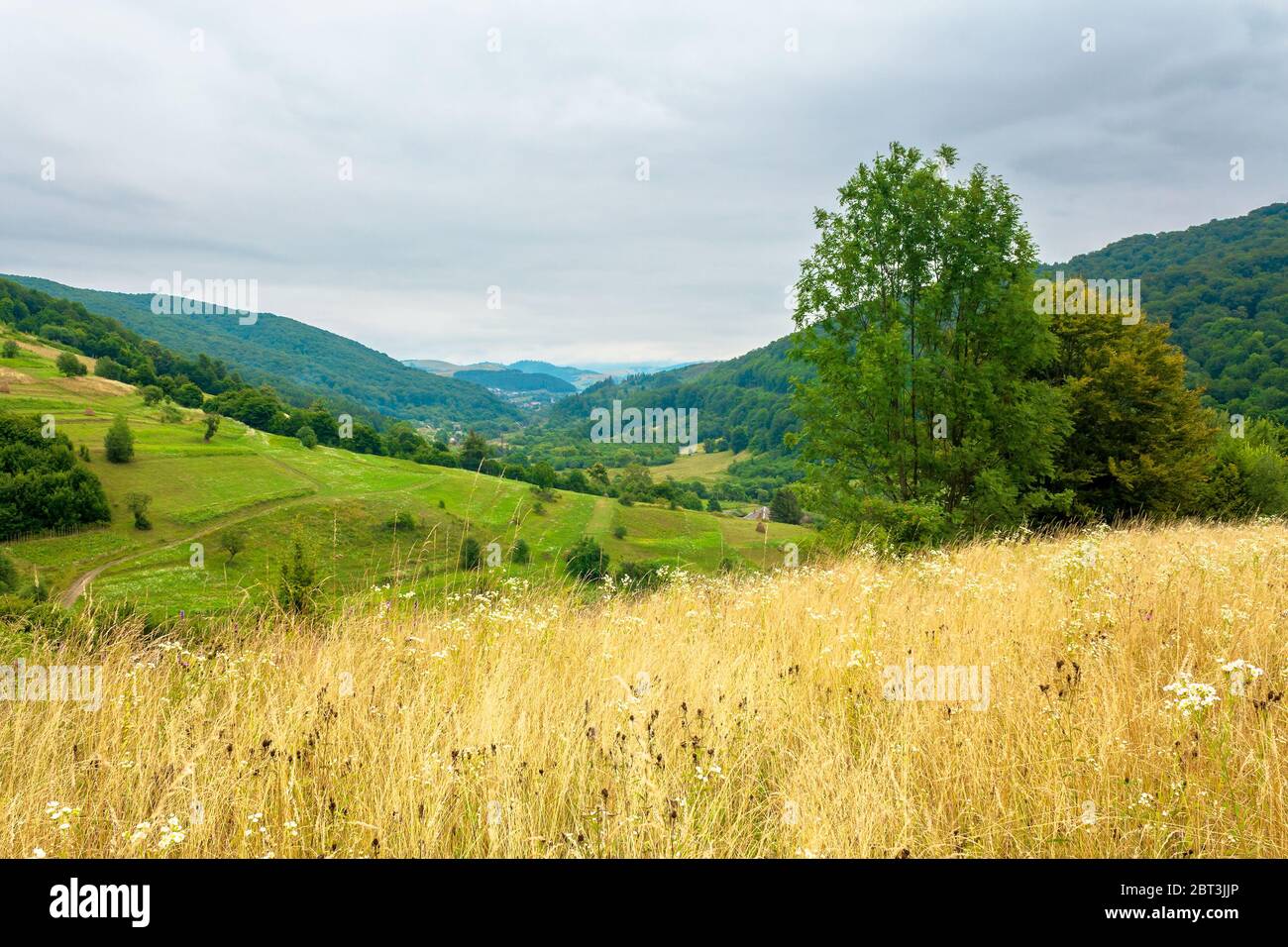 tree on the grassy meadow in countryside landscape. stormy overcast ...