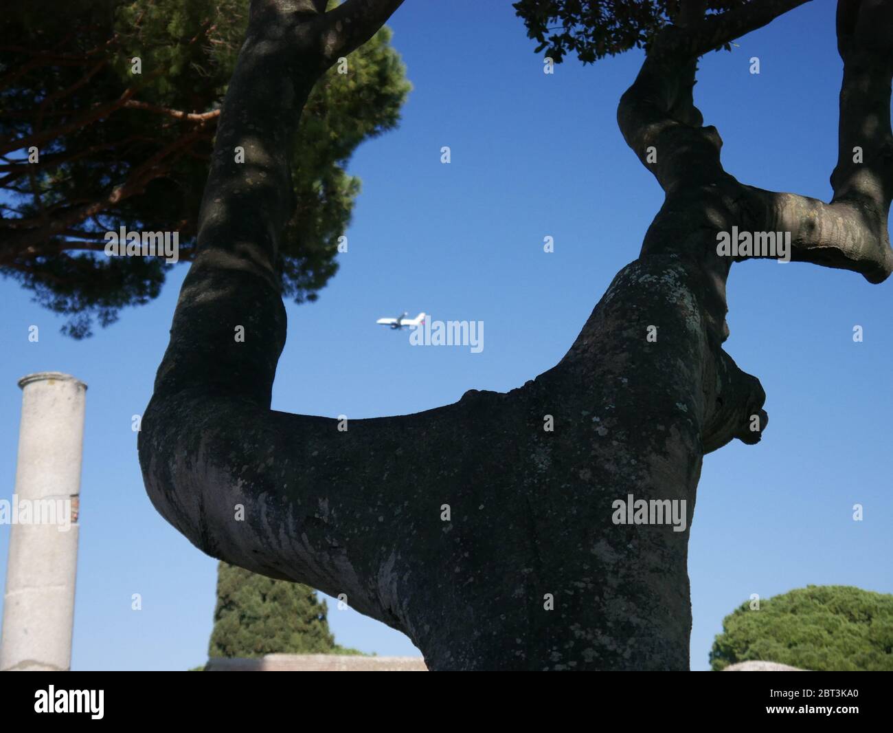 A plane flying through the air and a tree Stock Photo - Alamy