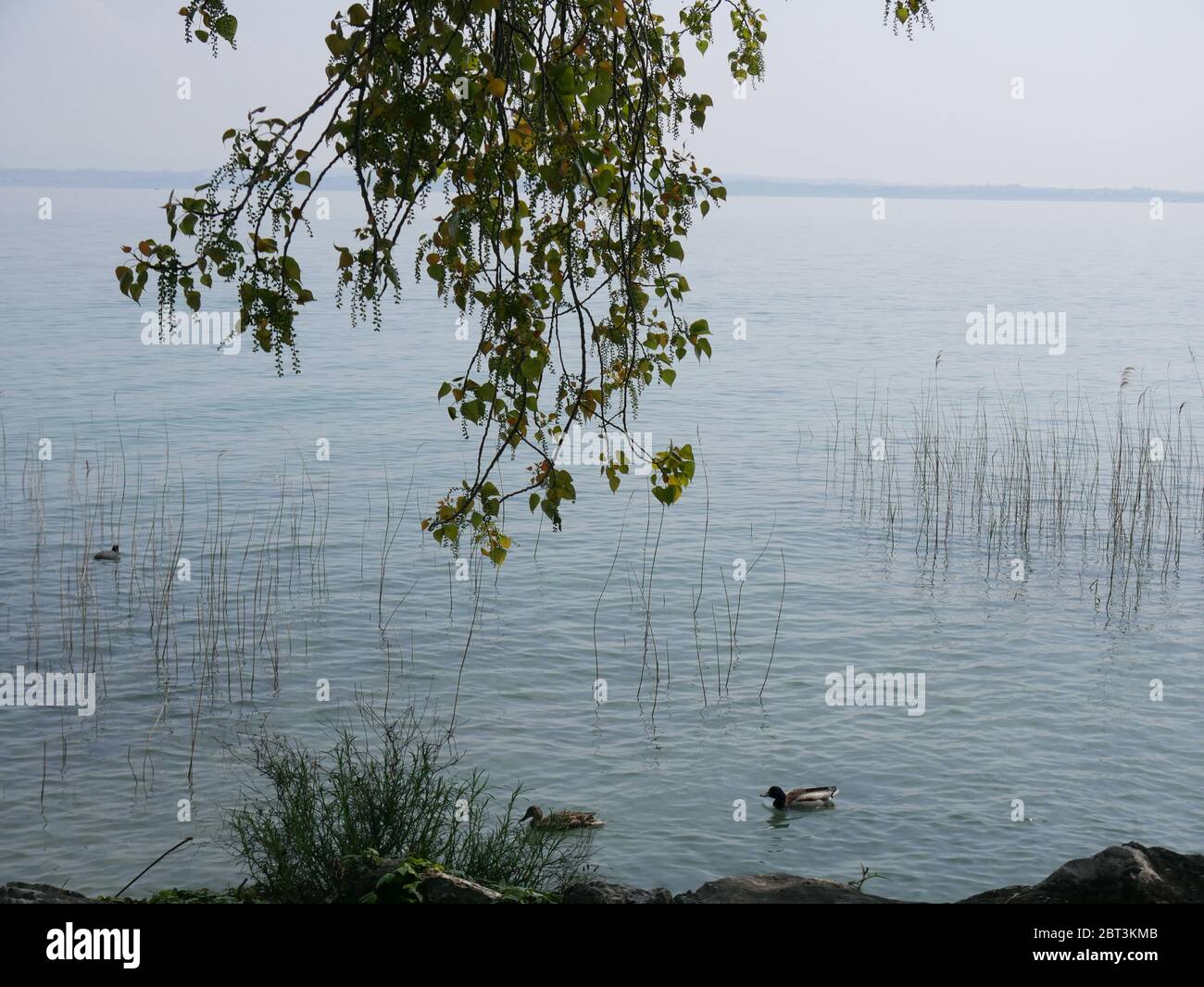 A reed field in a lake in austria Stock Photo - Alamy