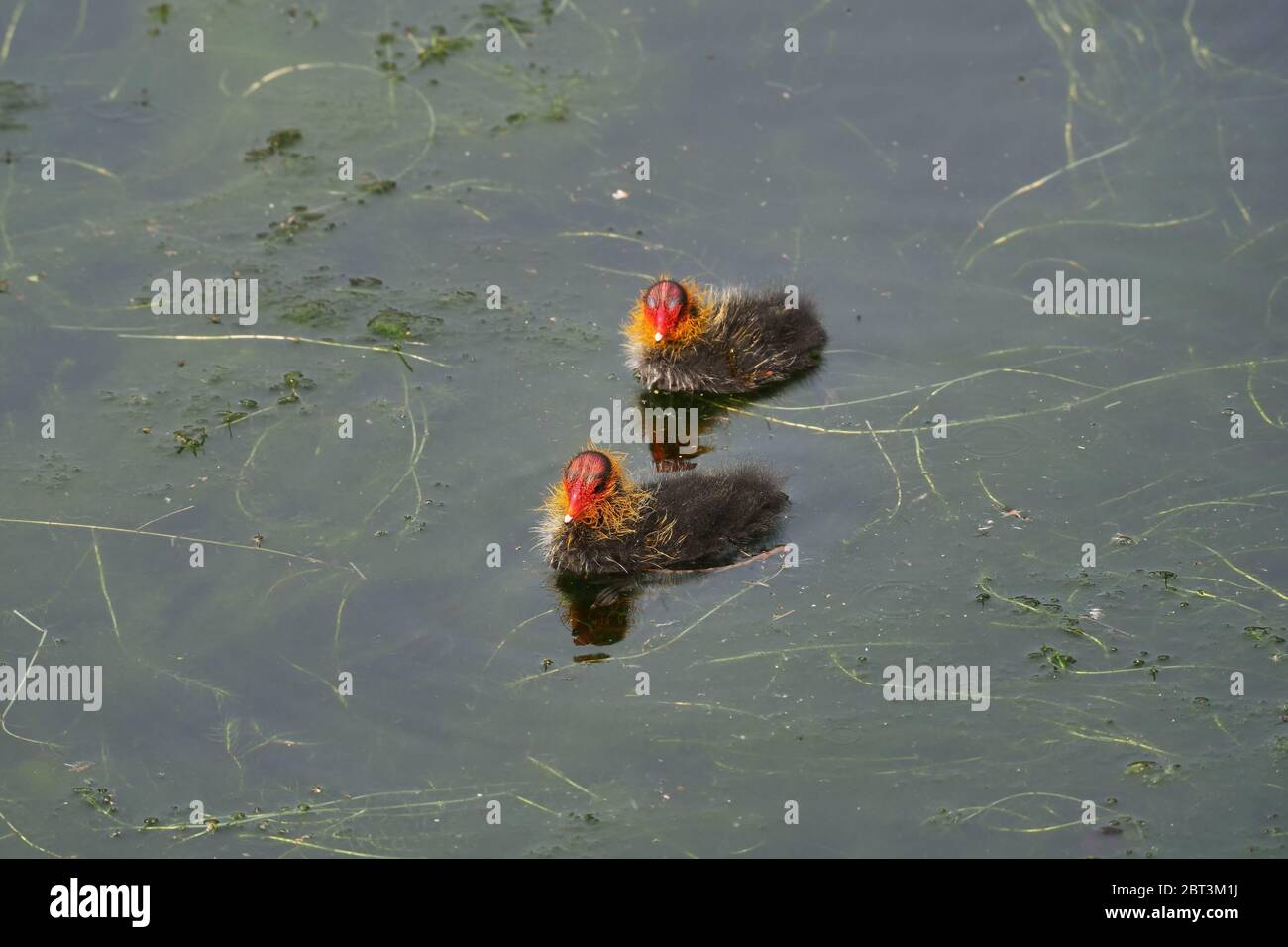 Coots puppies in Adda River, Trezzo, Lombardy, Italy Stock Photo - Alamy