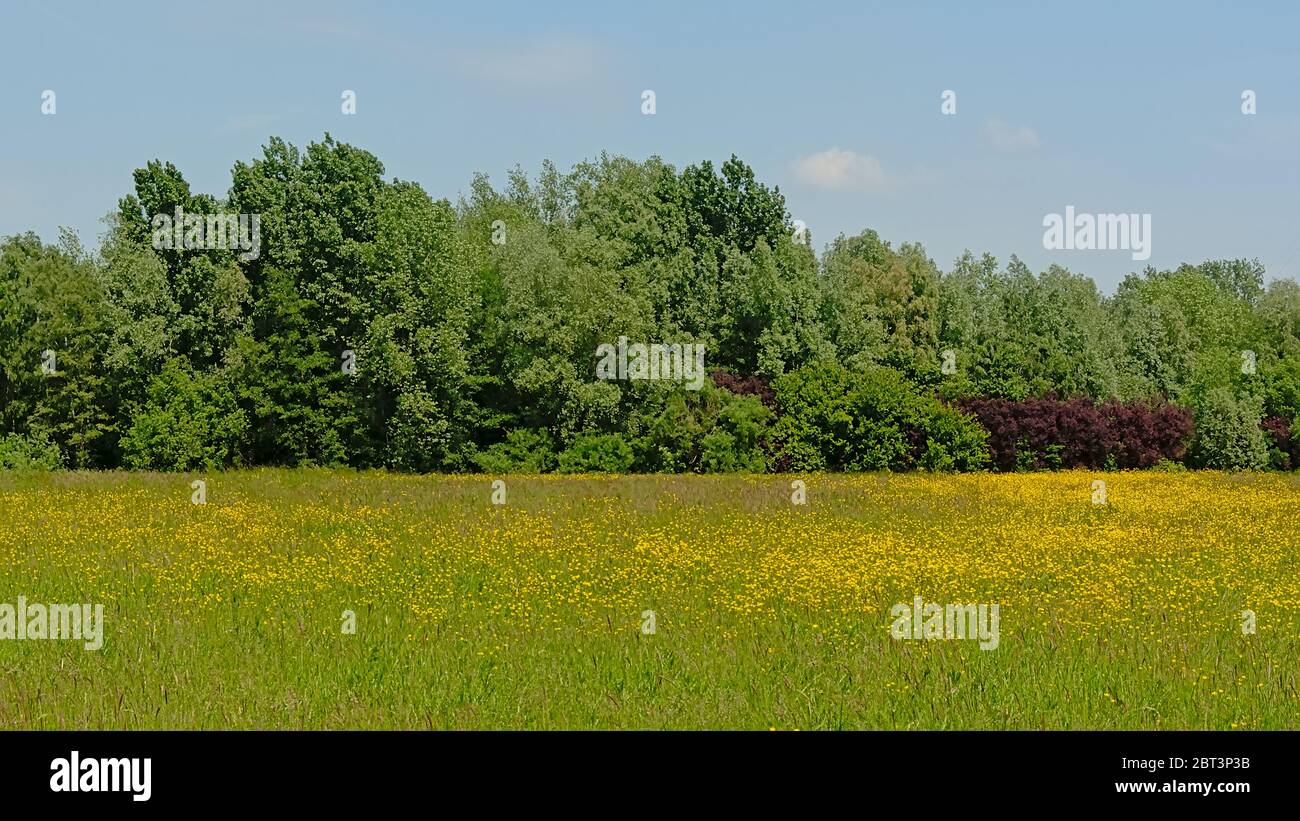 landscape with meadow with yellow wildflowers and forest in Flanders in ...