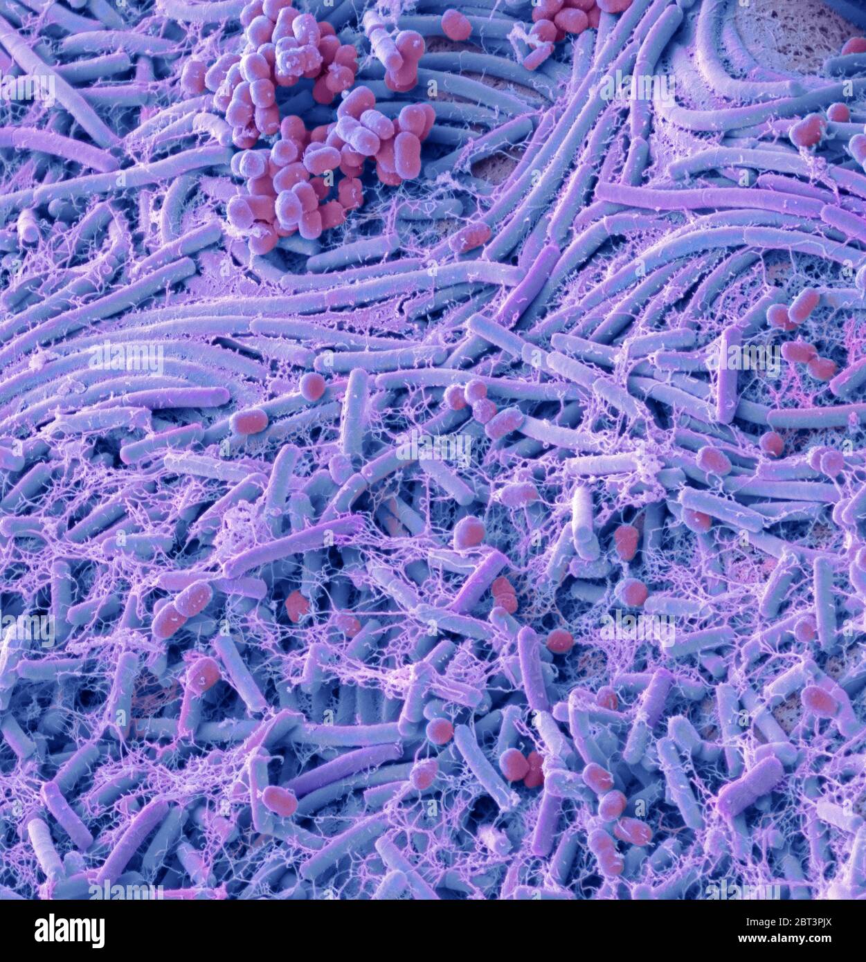 Bacteria from a coin. Coloured scanning electron micrograph (SEM) of ...