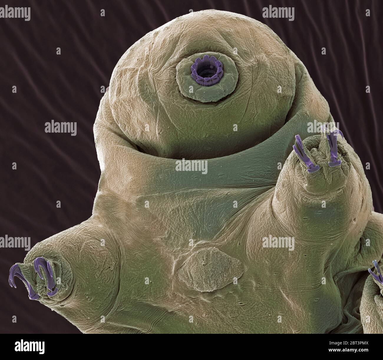 Tardigrade Anatomy