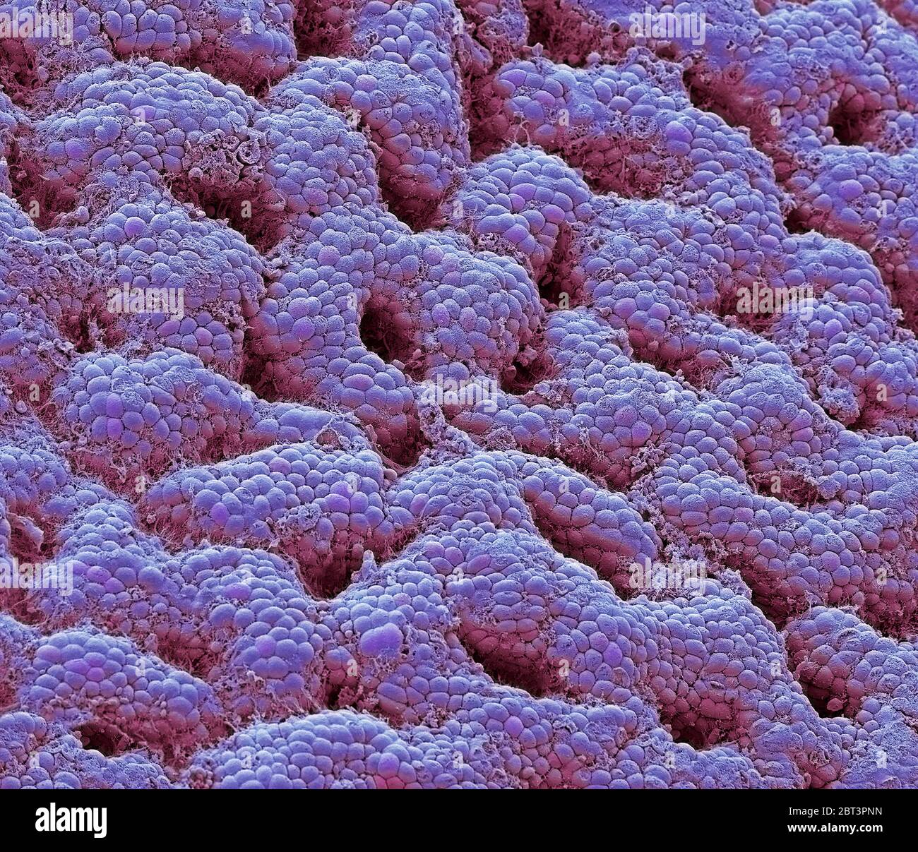 Stomach lining. Coloured scanning electron micrograph (SEM) of the ...