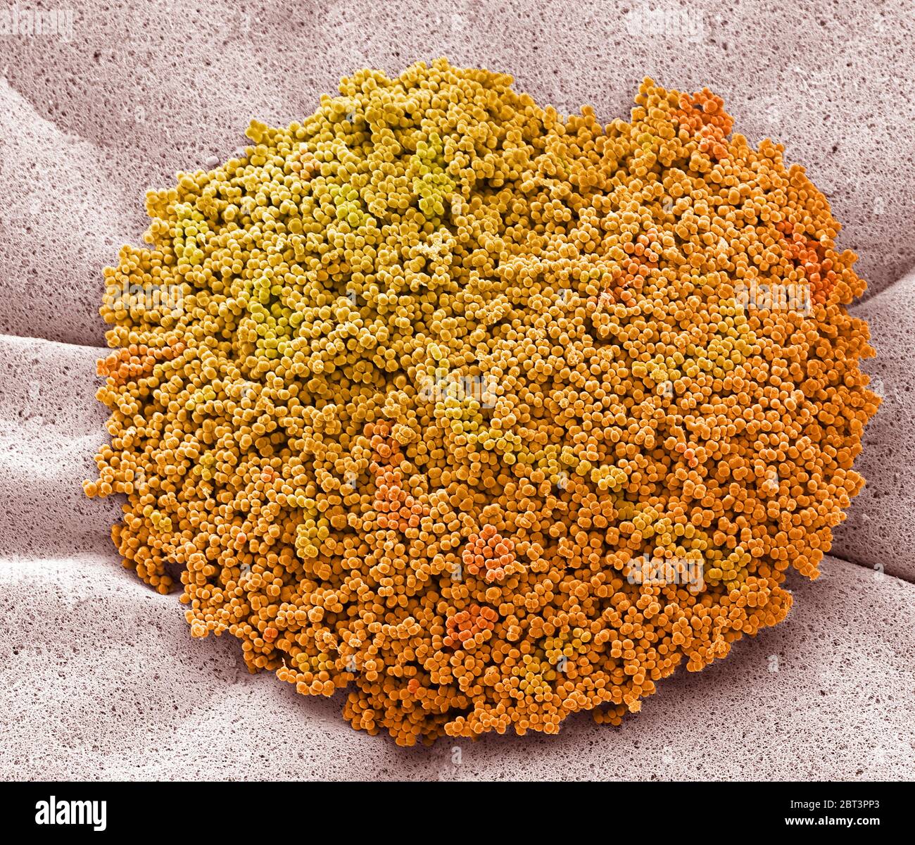 Bacteria sem human microbiome hi-res stock photography and images - Alamy
