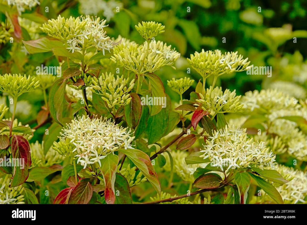 Fire blood green screen hi-res stock photography and images - Alamy