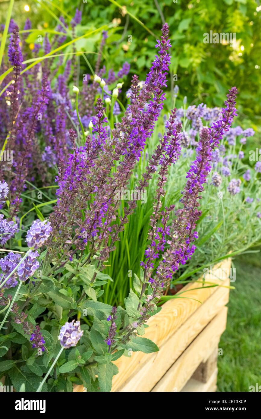 Garden box and lavender hi-res stock photography and images - Alamy