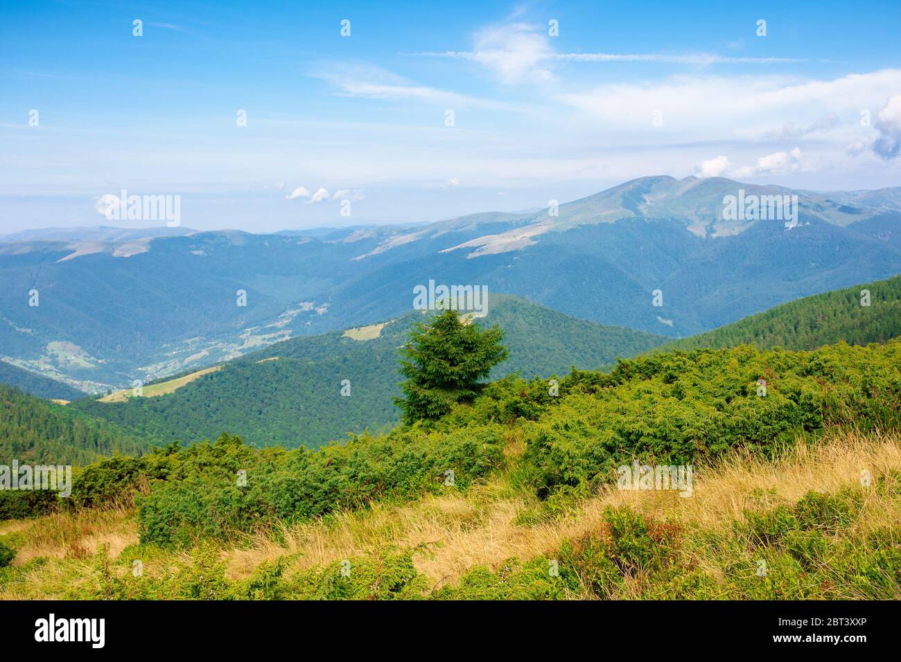 forest on the hillside. view in to the valley. green nature scenery ...