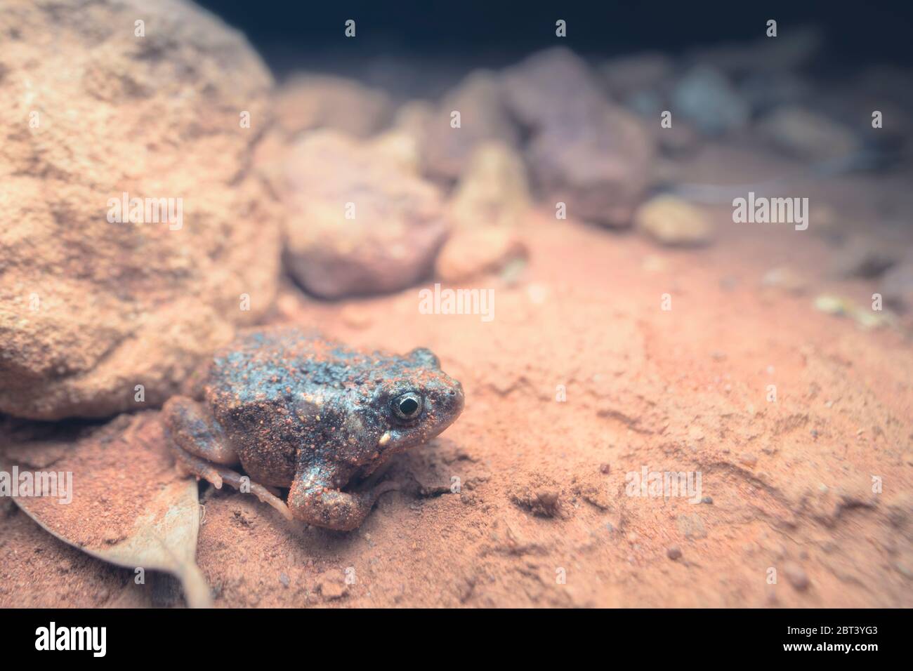 Wrinkled toadlet hi-res stock photography and images - Alamy