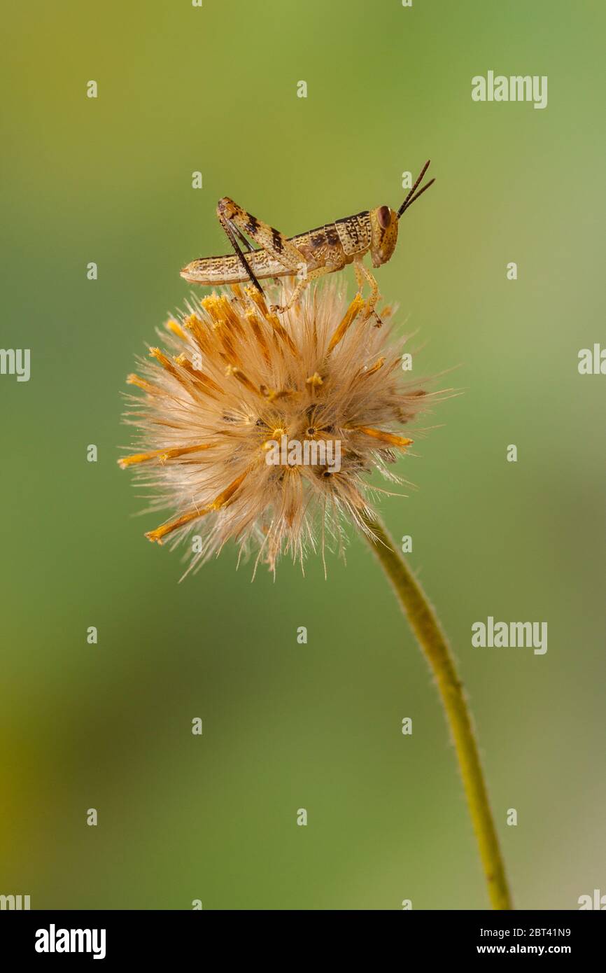 Miniature grasshopper on a flower, Indonesia Stock Photo - Alamy