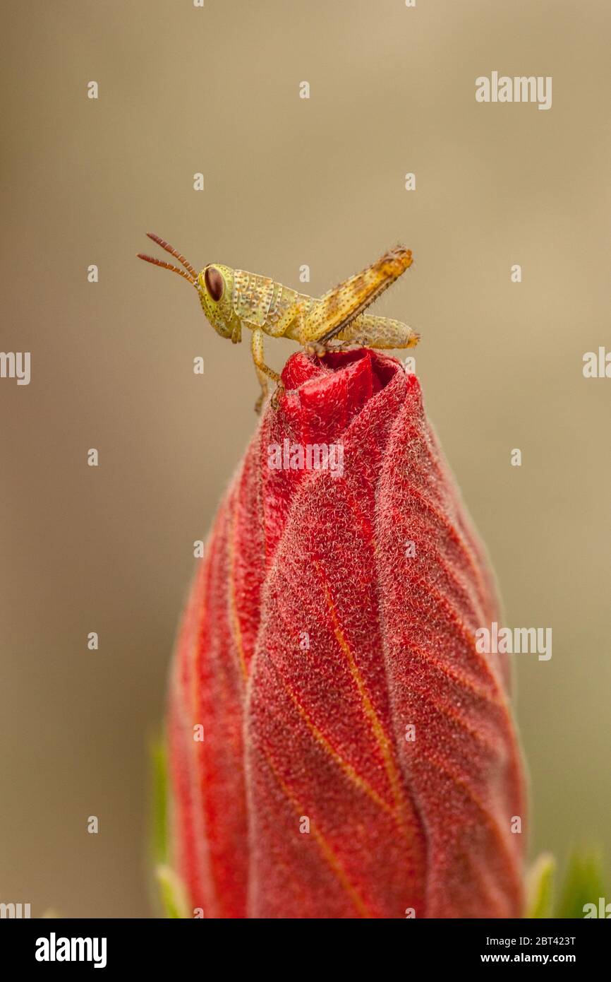 Miniature grasshopper on a flower, Indonesia Stock Photo - Alamy