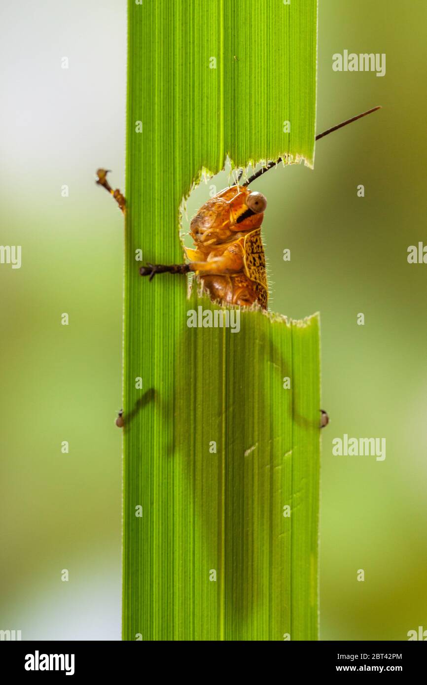 Grasshopper eating a leaf, Indonesia Stock Photo - Alamy