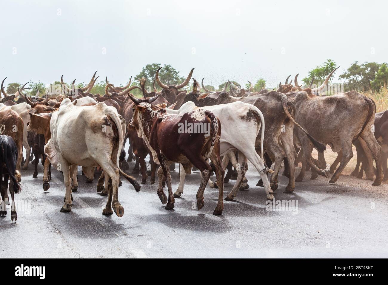 Herd domestic zebu cattle hi-res stock photography and images - Alamy
