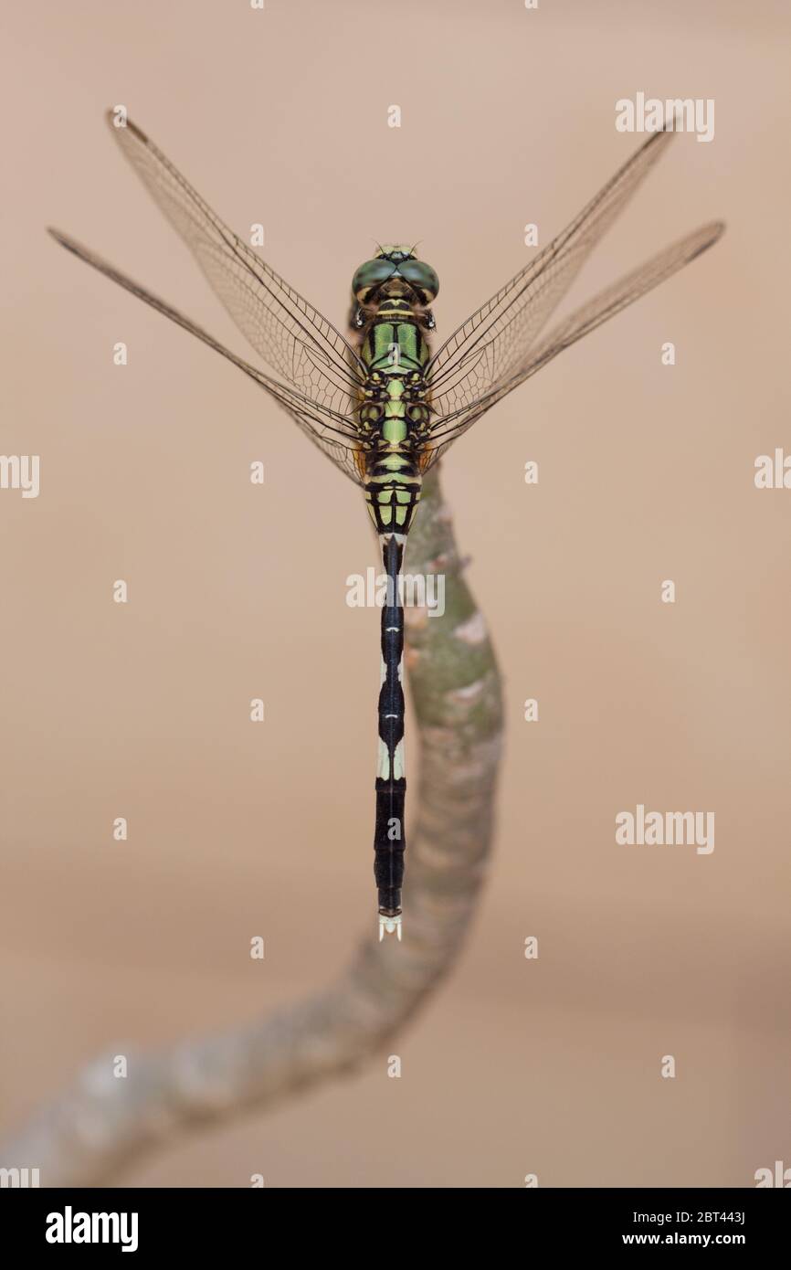 Overhead view of a dragonfly on a branch, Indonesia Stock Photo - Alamy