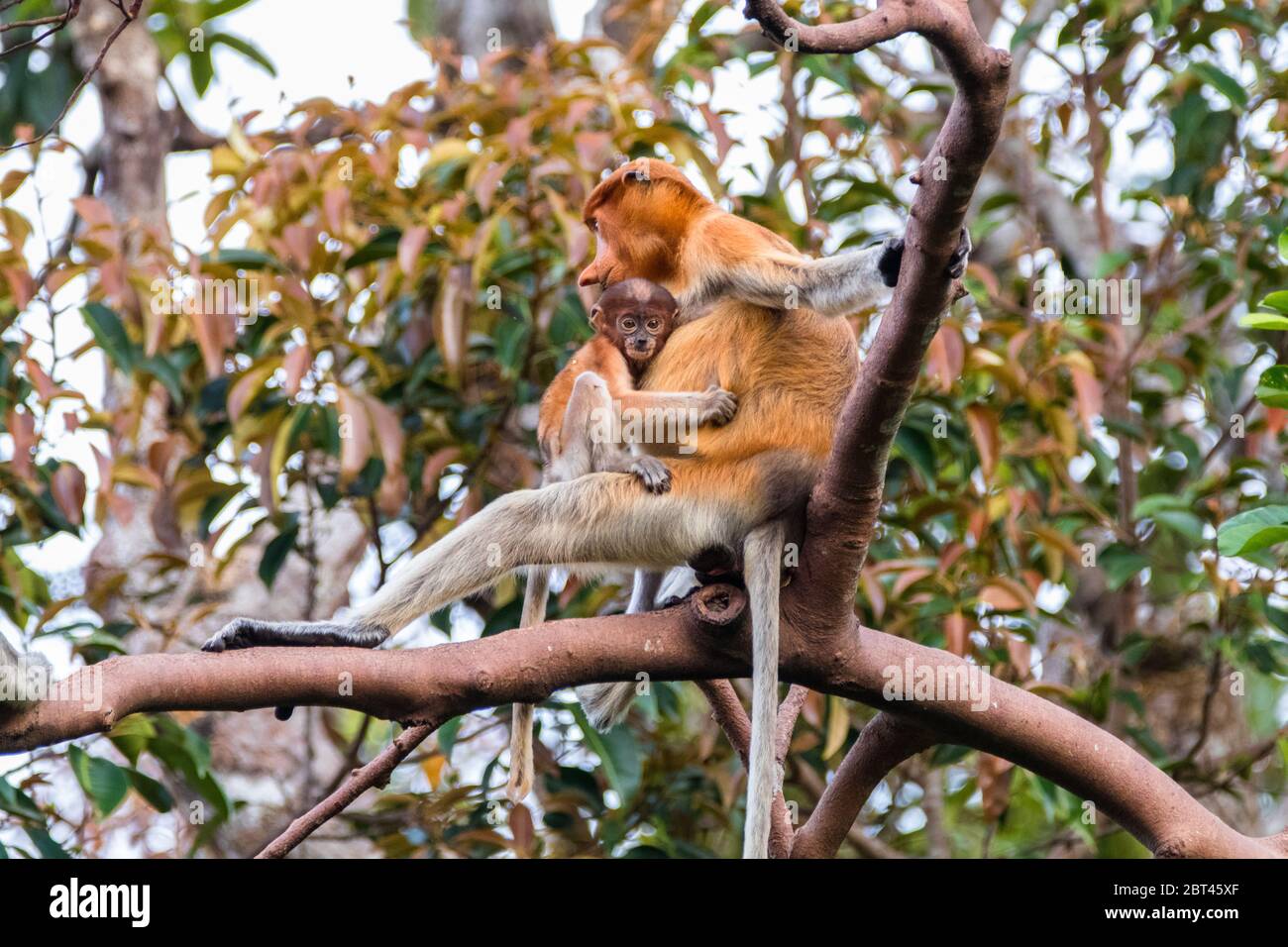 Proboscis Monkey Female High Resolution Stock Photography and Images ...