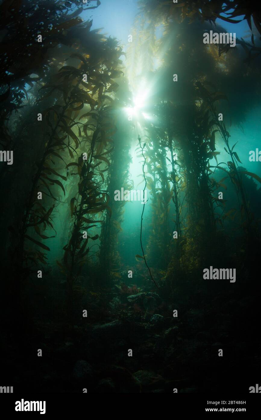A lush forest of Giant kelp, Macrocystis pyrifera, grows in the cold ...