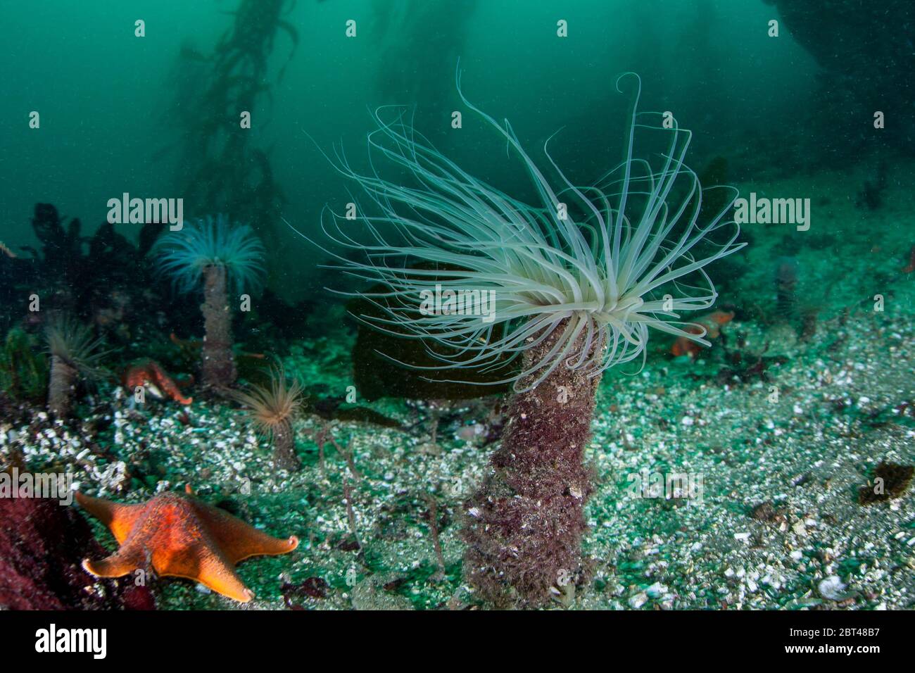Tube anemones grow on the seafloor near a biodiverse kelp forest in the ...